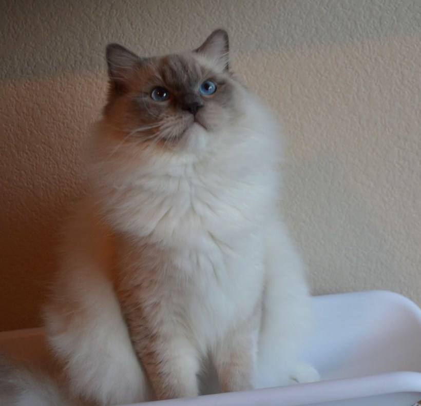 Our Home | 5-Star Rags Ragdolls