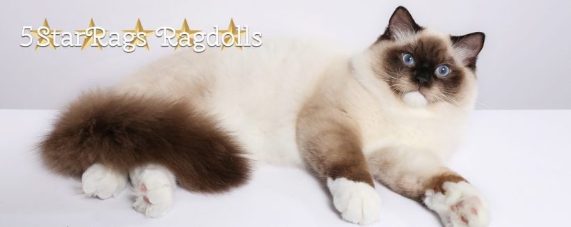 5-Star Rags Ragdolls