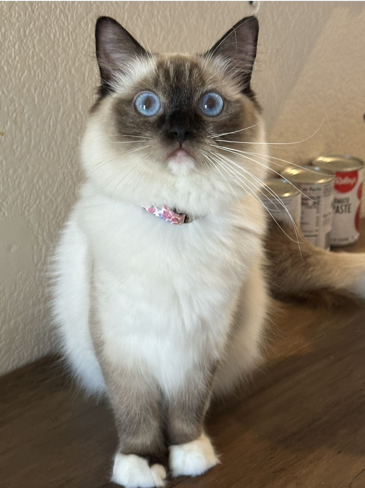 Girls | 5-Star Rags Ragdolls