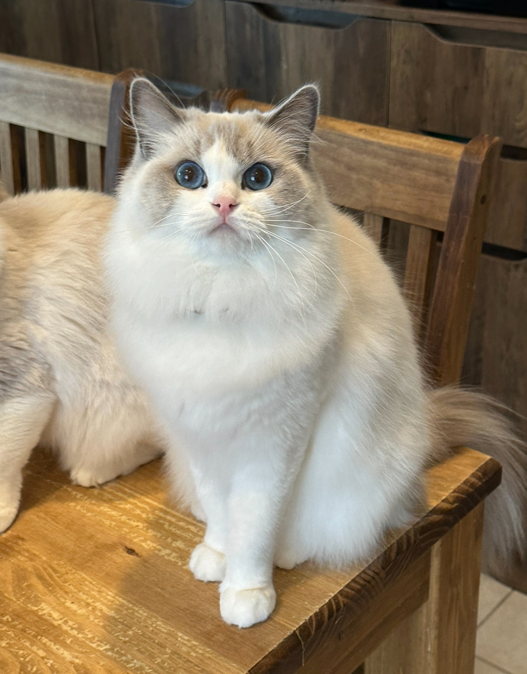 Girls | 5-Star Rags Ragdolls