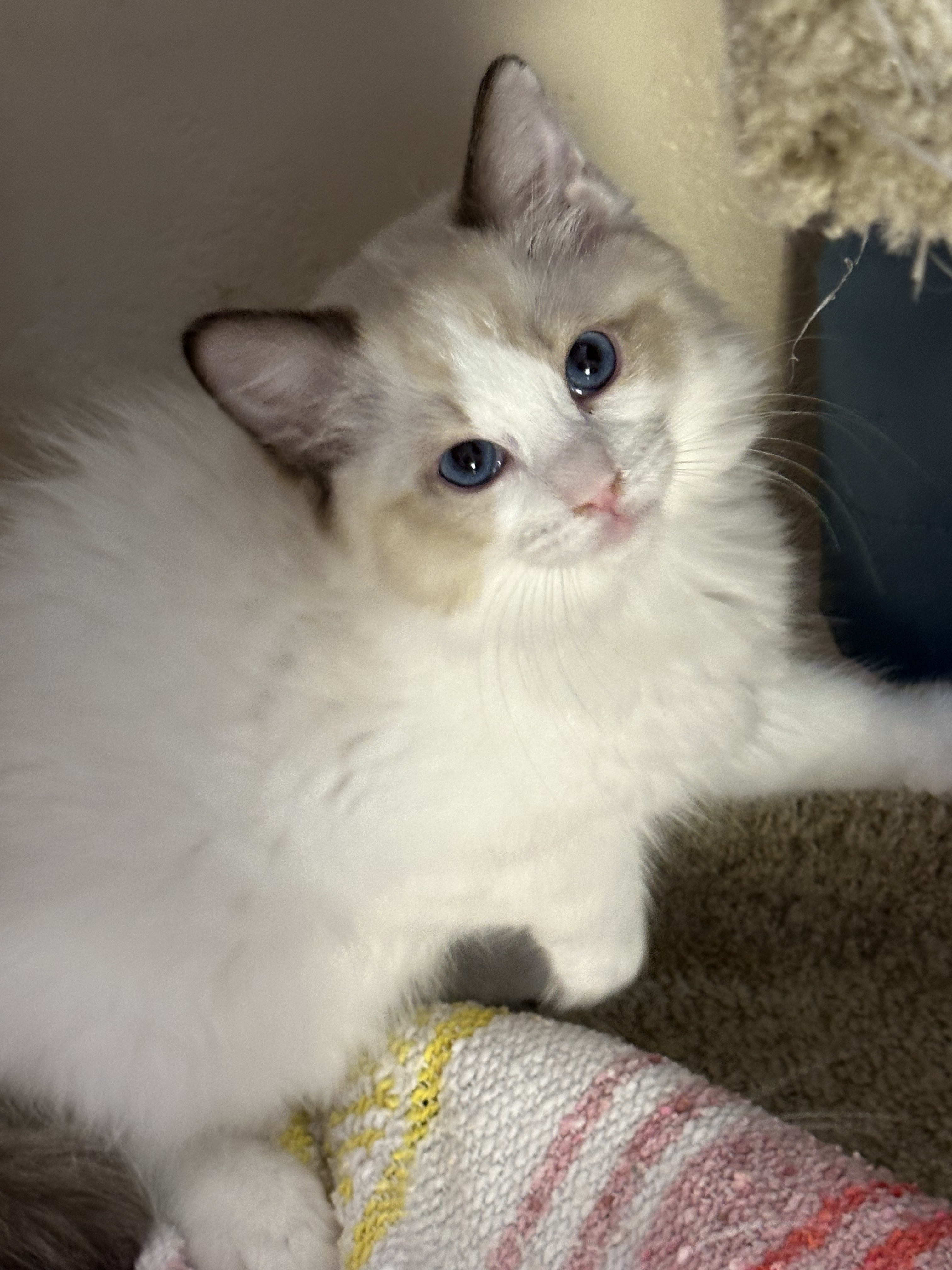 Available | 5-Star Rags Ragdolls