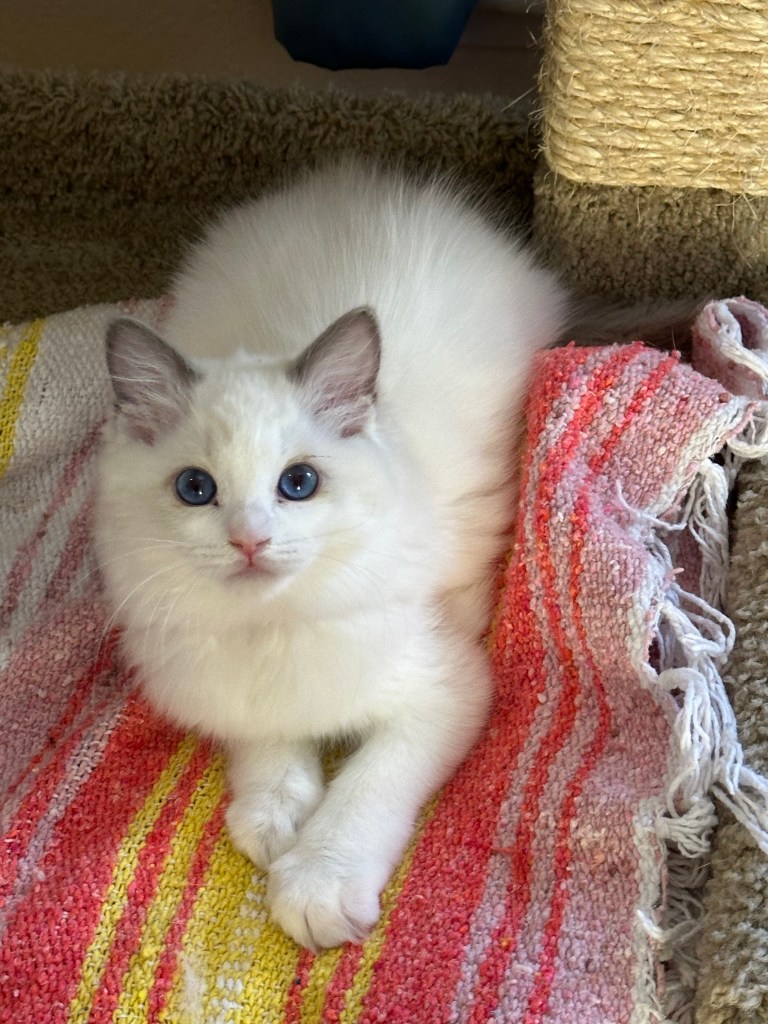 Available | 5-Star Rags Ragdolls