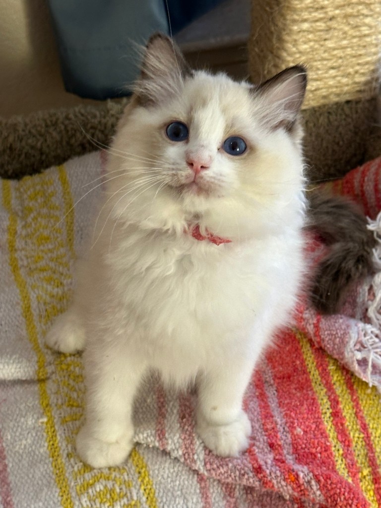 Available | 5-Star Rags Ragdolls