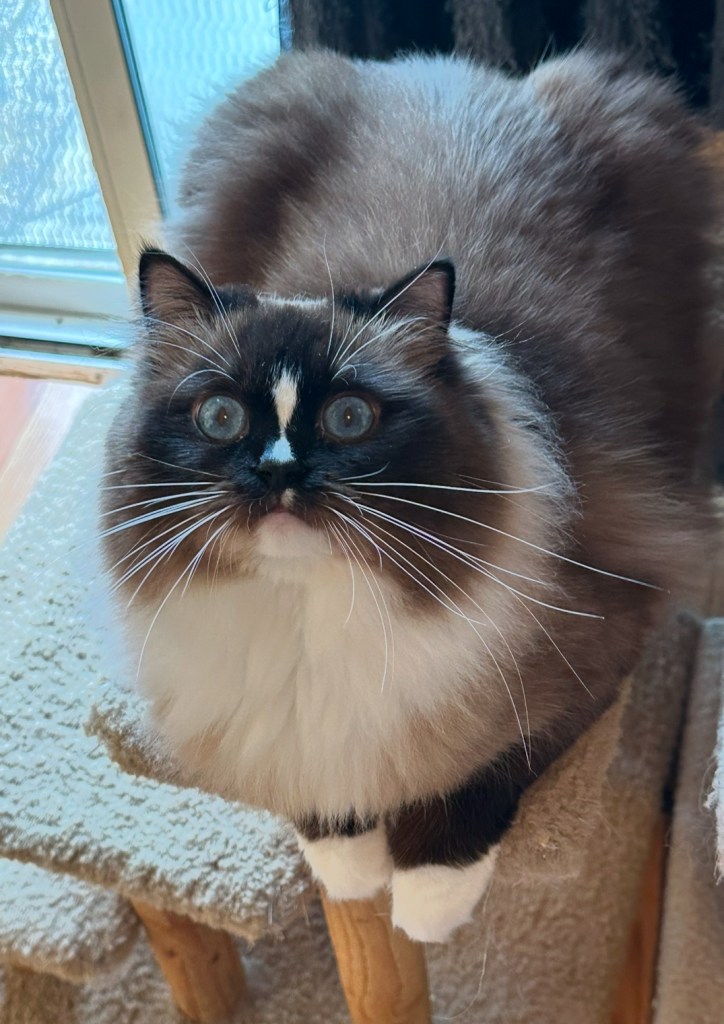 Available | 5-Star Rags Ragdolls