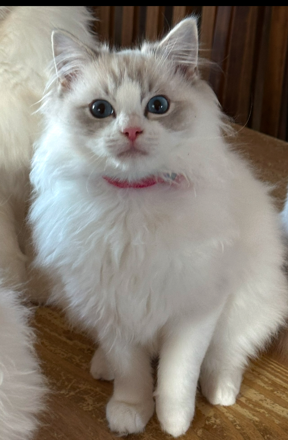 Available | 5-Star Rags Ragdolls