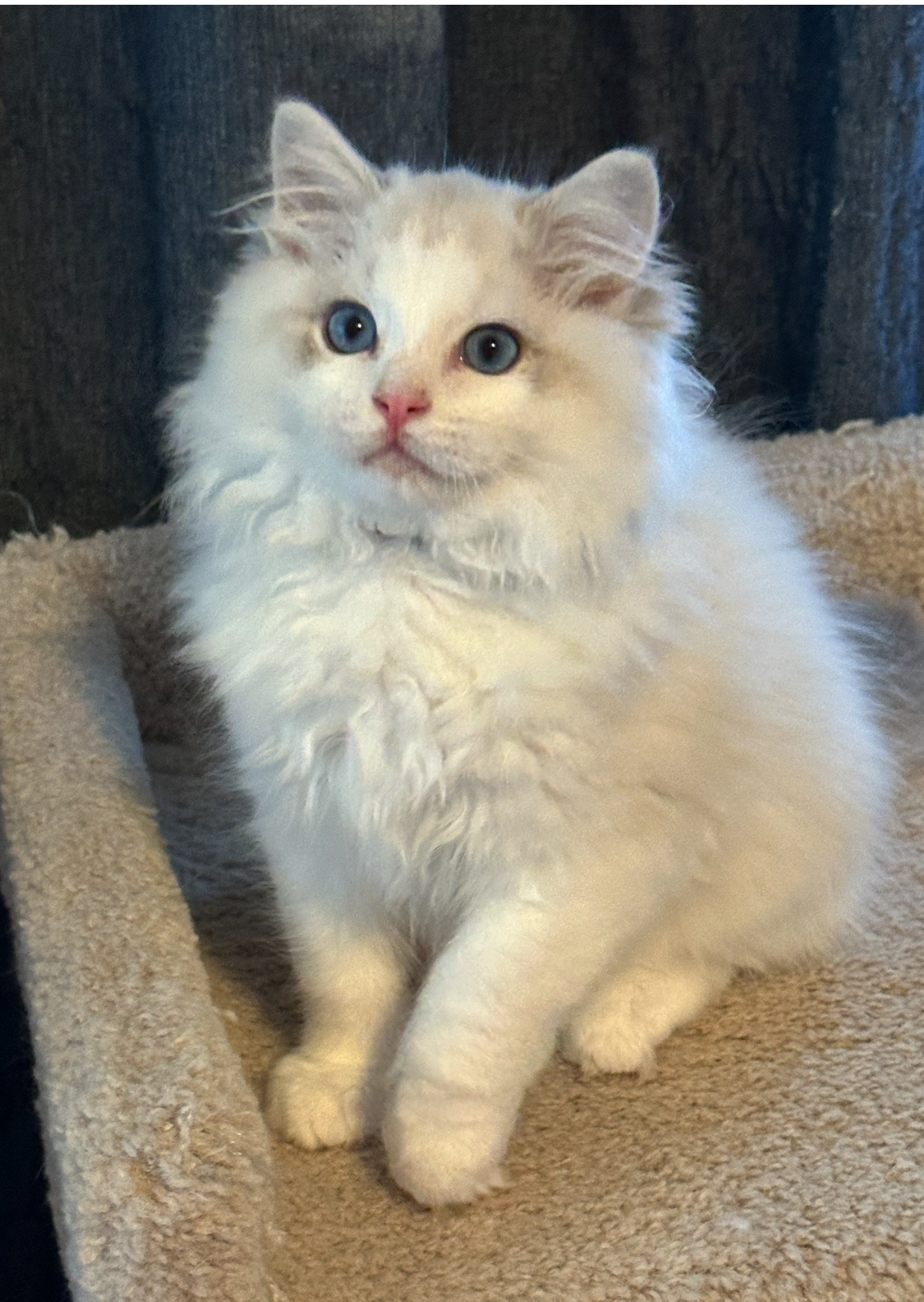 Available | 5-Star Rags Ragdolls