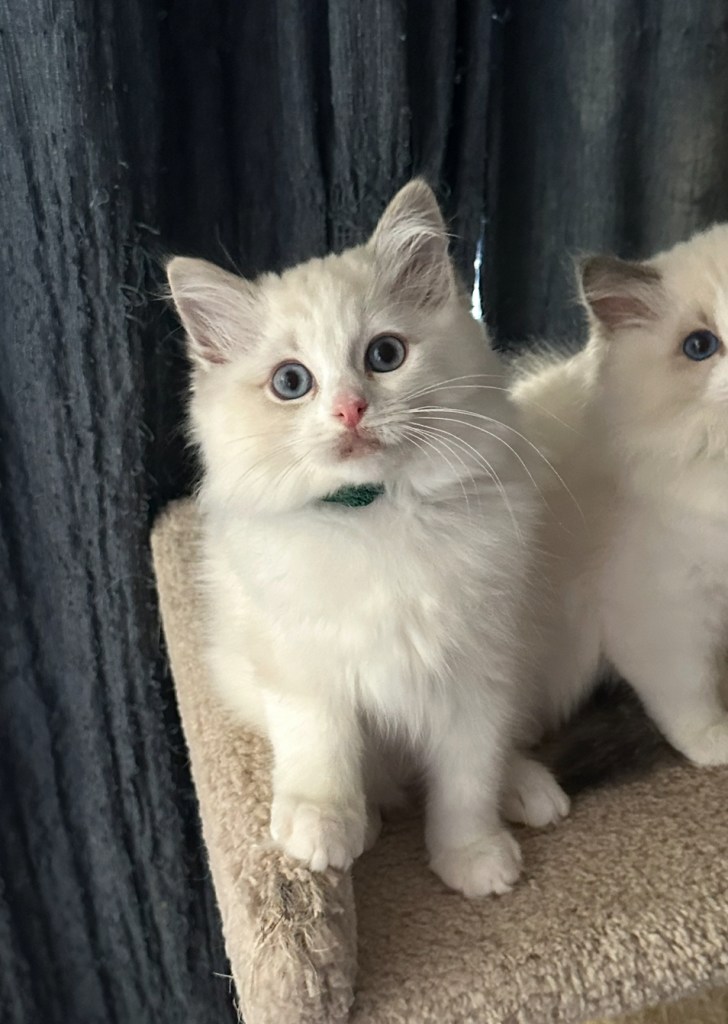 Available | 5-Star Rags Ragdolls